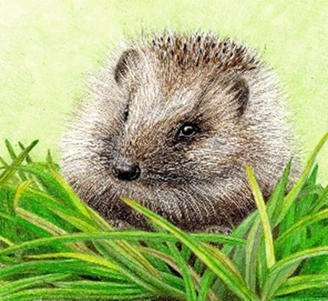 Cute Hedgehog Pencil Drawings